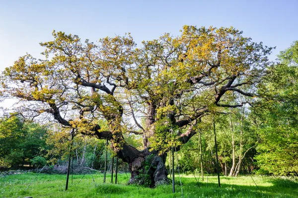 Robin Hood's world-famous Major Oak is dead. Here’s what happened to ...