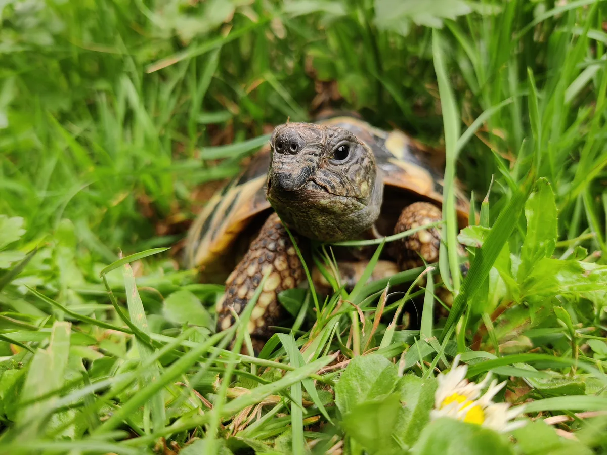 Ranked: the 12 most popular pets in the UK (number 10 may shock you ...