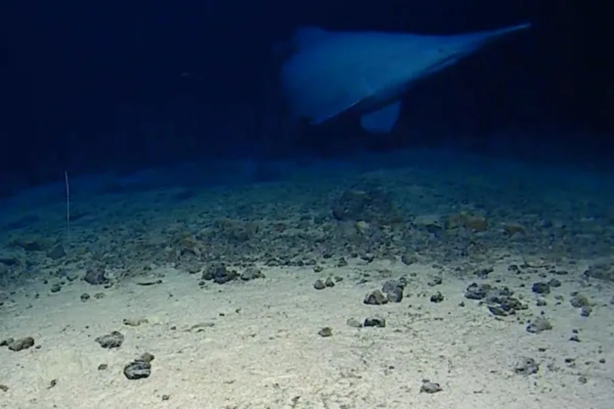 This (very ugly) shark has finally been caught on camera in its natural ...