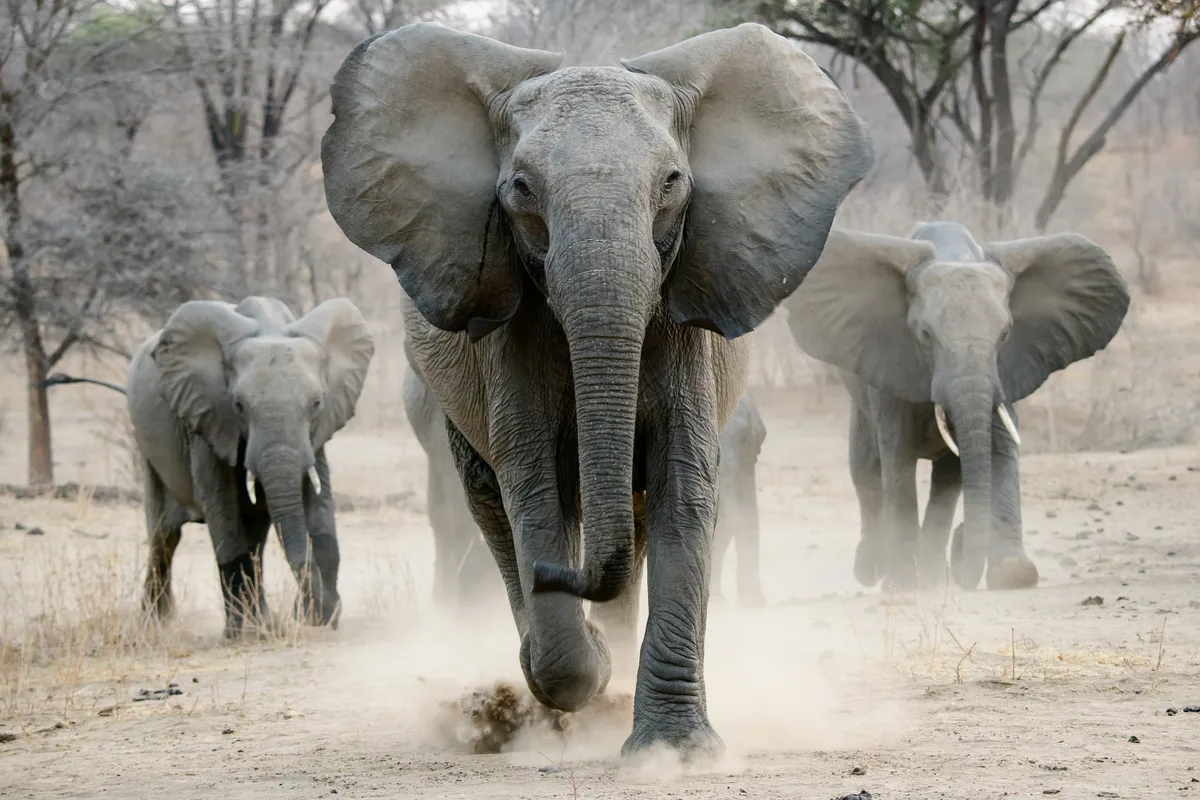 Can a person outrun an elephant? | Discover Wildlife
