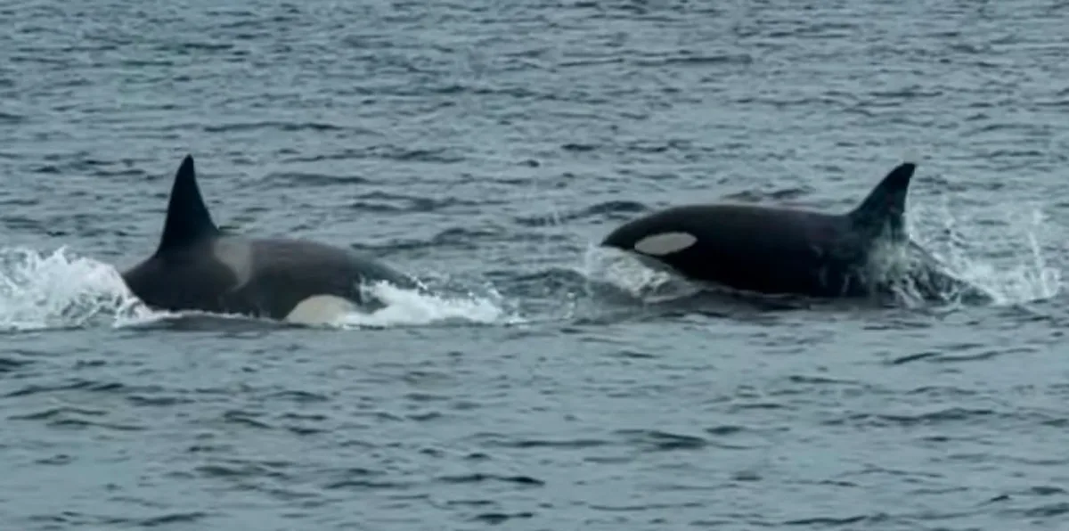 ”It was nature in its rawest and most powerful form.” Witnessing a pod ...