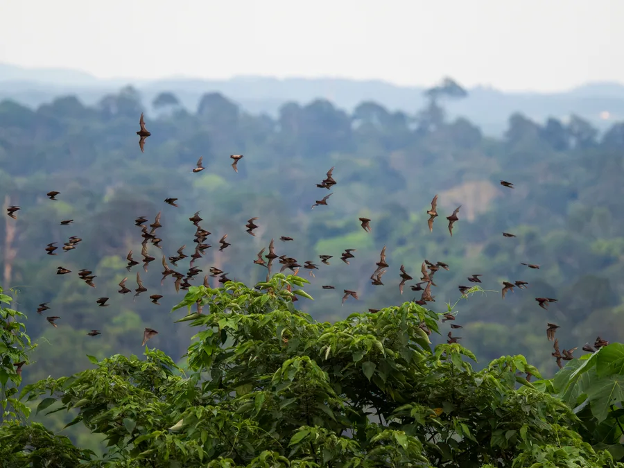 Bat vs bird: what's the difference between these two winged animals ...
